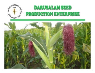 DASE Demo plot activities | PPT