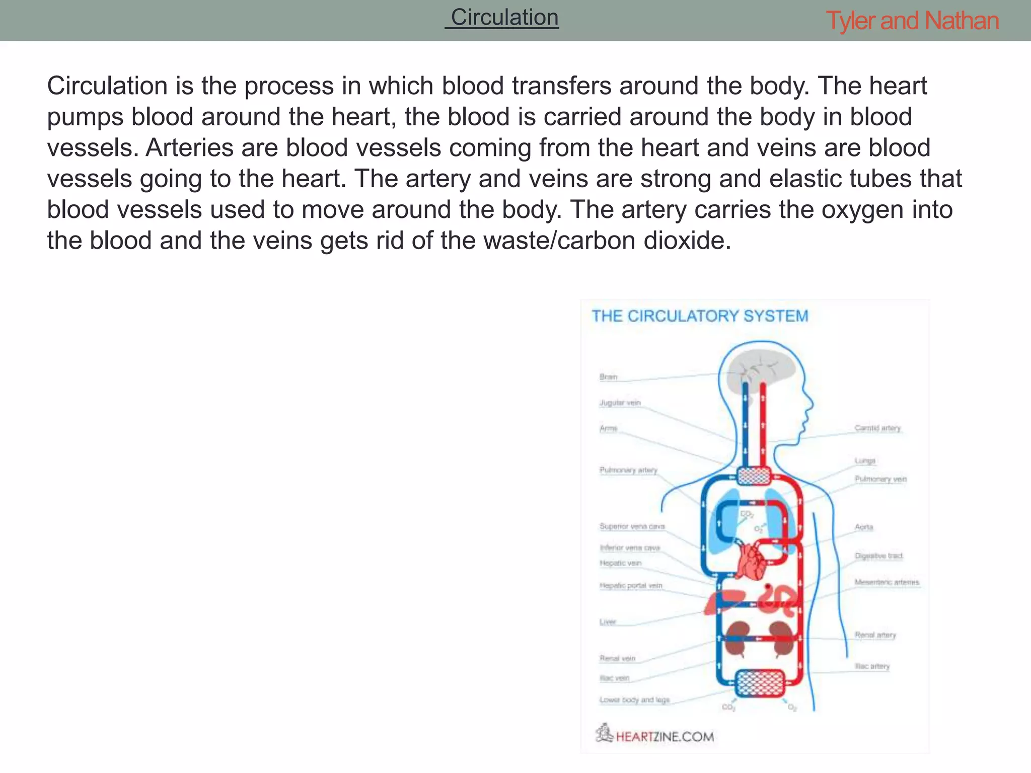 8E circulation posters | PPTX