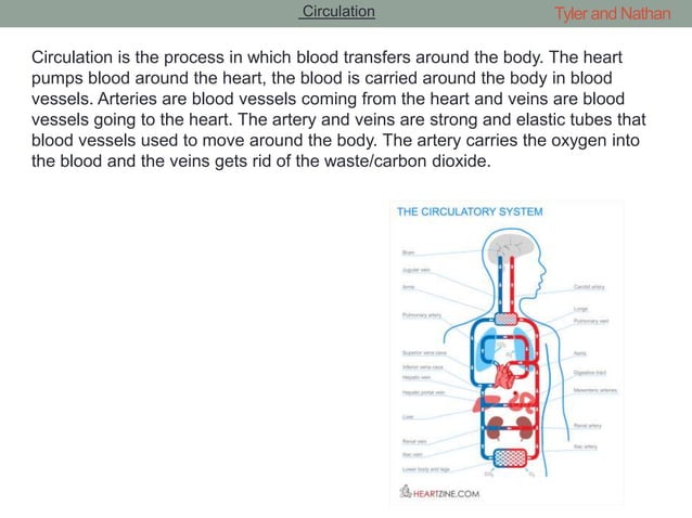 8E circulation posters | PPTX