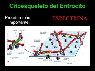 8 El Eritrocito | PPT