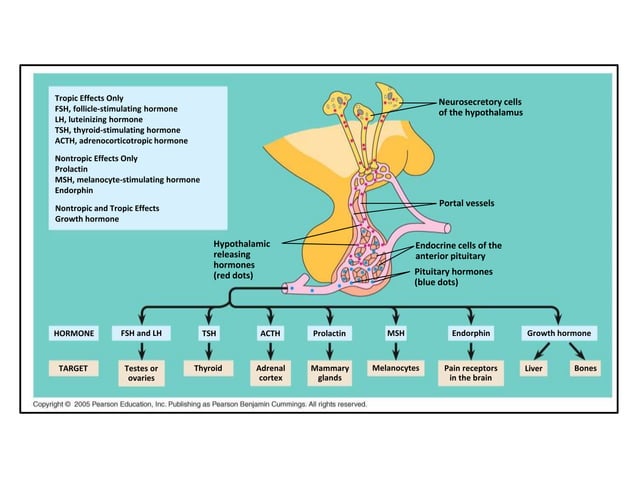 Endocrine system | PPTX | Hormonal Disorders | Endocrine and Metabolic ...