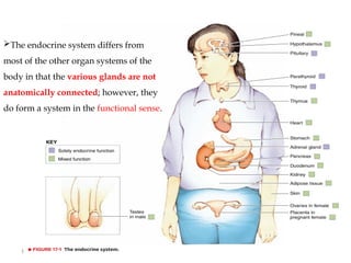 Endocrine System Physiology power point.pptx