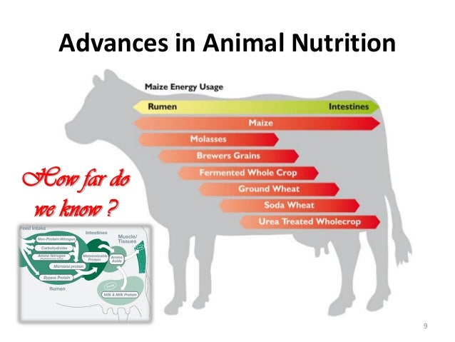 Dynamics of animal nutrition development
