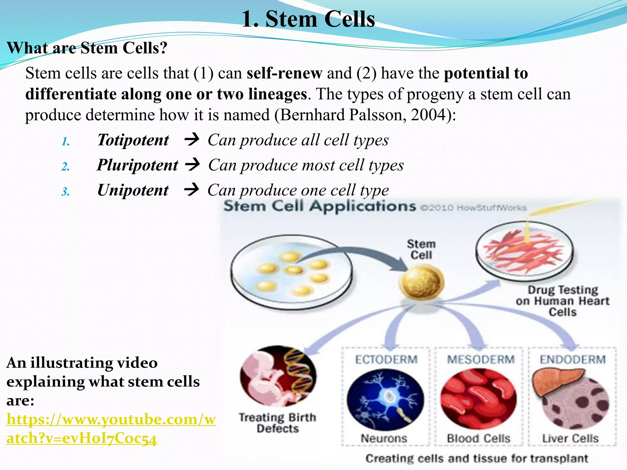 Tissue Engineering slides | PPTX