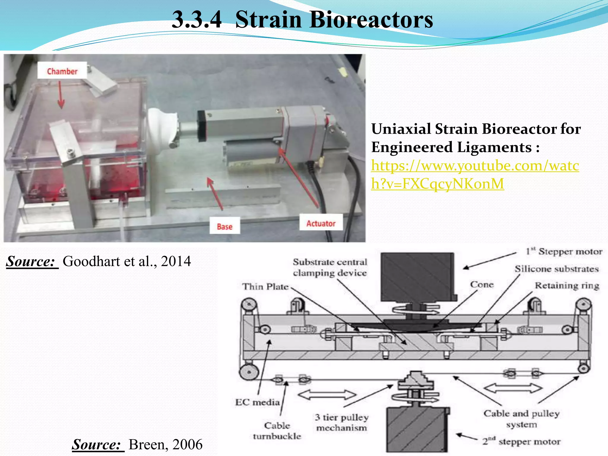 Tissue Engineering slides | PPTX