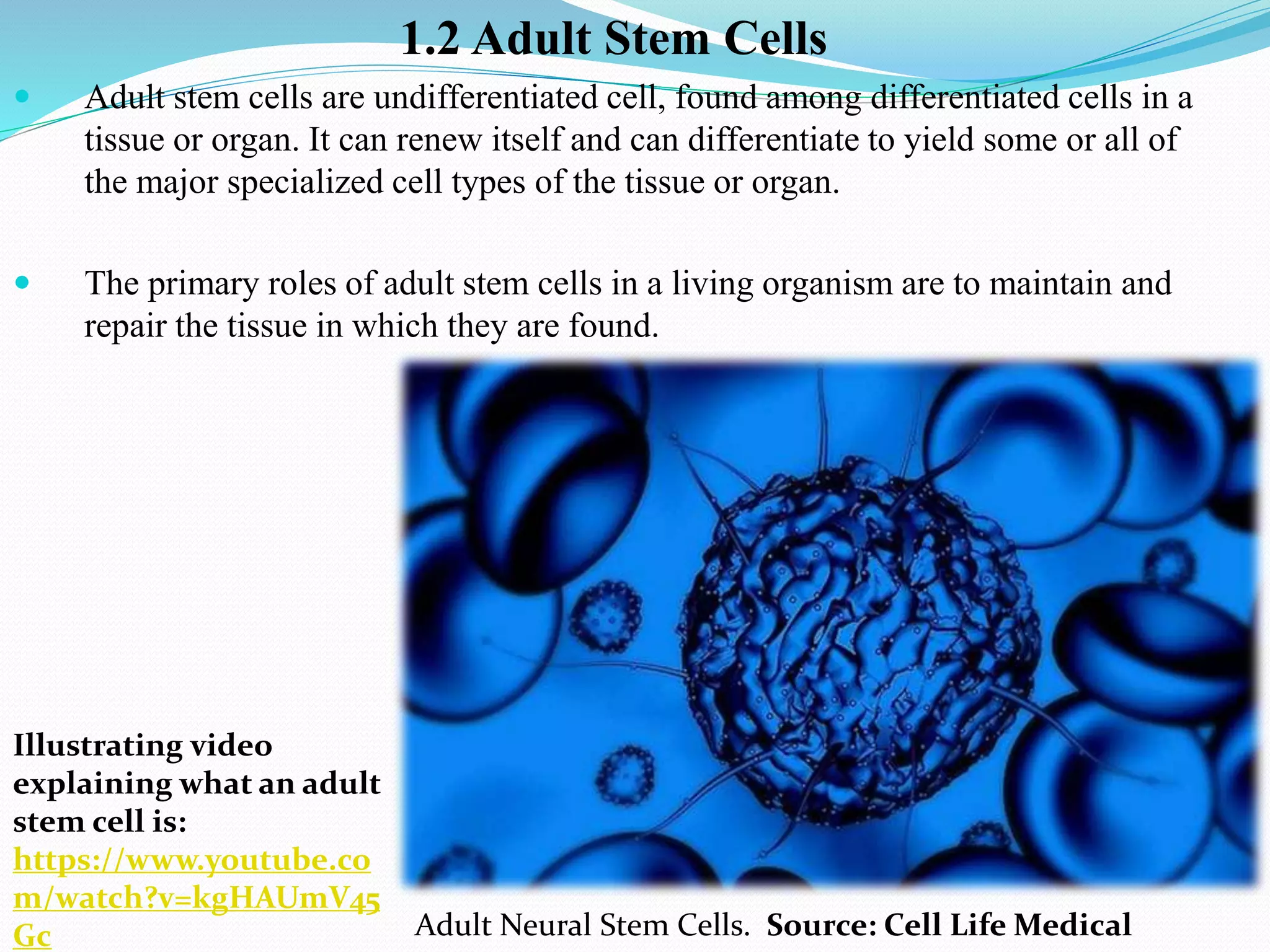 Tissue Engineering slides | PPTX