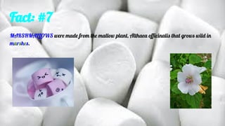 8 facts about marshmallows | PDF