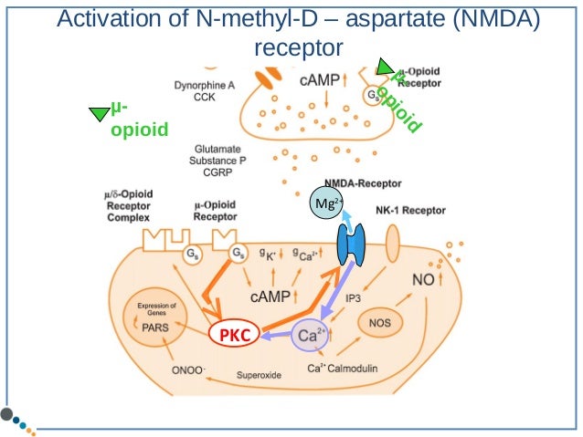 Opioid Induced Hyperalgesia Physiology – PWYCO