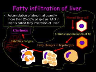 8 fatty liver and lipotropic factors | PPT