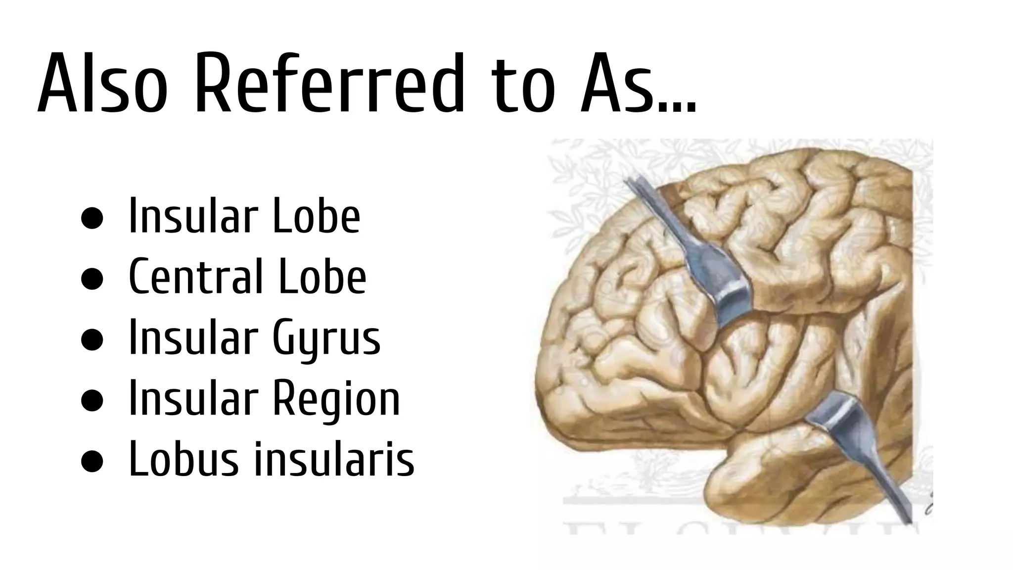 The Insular Cortex-Elodi Bodamer GOA Class | PPTX