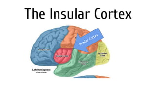 The Insular Cortex-Elodi Bodamer GOA Class | PPTX