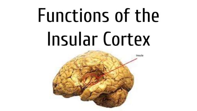 The Insular Cortex-Elodi Bodamer GOA Class | PPTX | Brain and Nervous ...