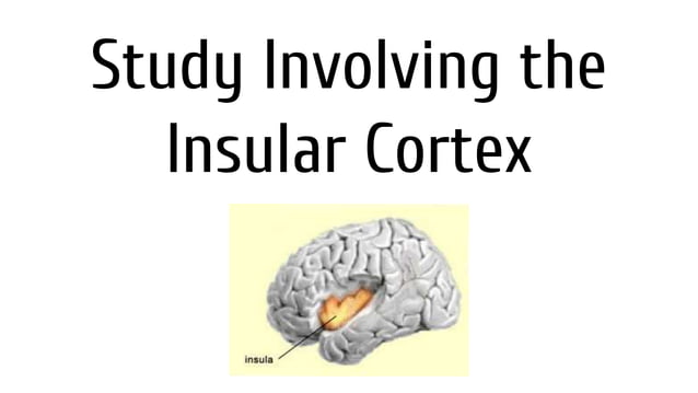The Insular Cortex-Elodi Bodamer GOA Class | PPTX | Brain and Nervous ...