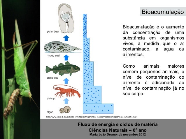 8 fluxo energia-teias-alimentares