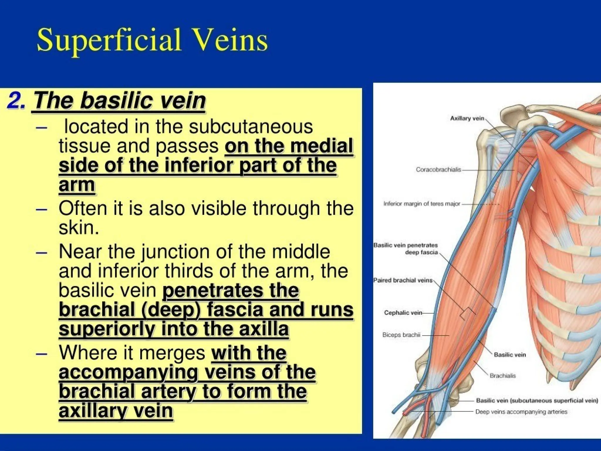 upper limb- anterior compartment of the arm | PPT