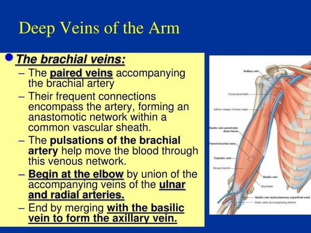 upper limb- anterior compartment of the arm | PPT
