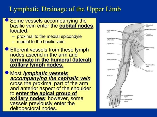 upper limb- anterior compartment of the arm | PPT