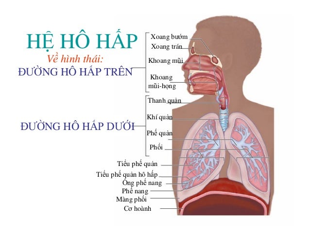 hệ hô hấp