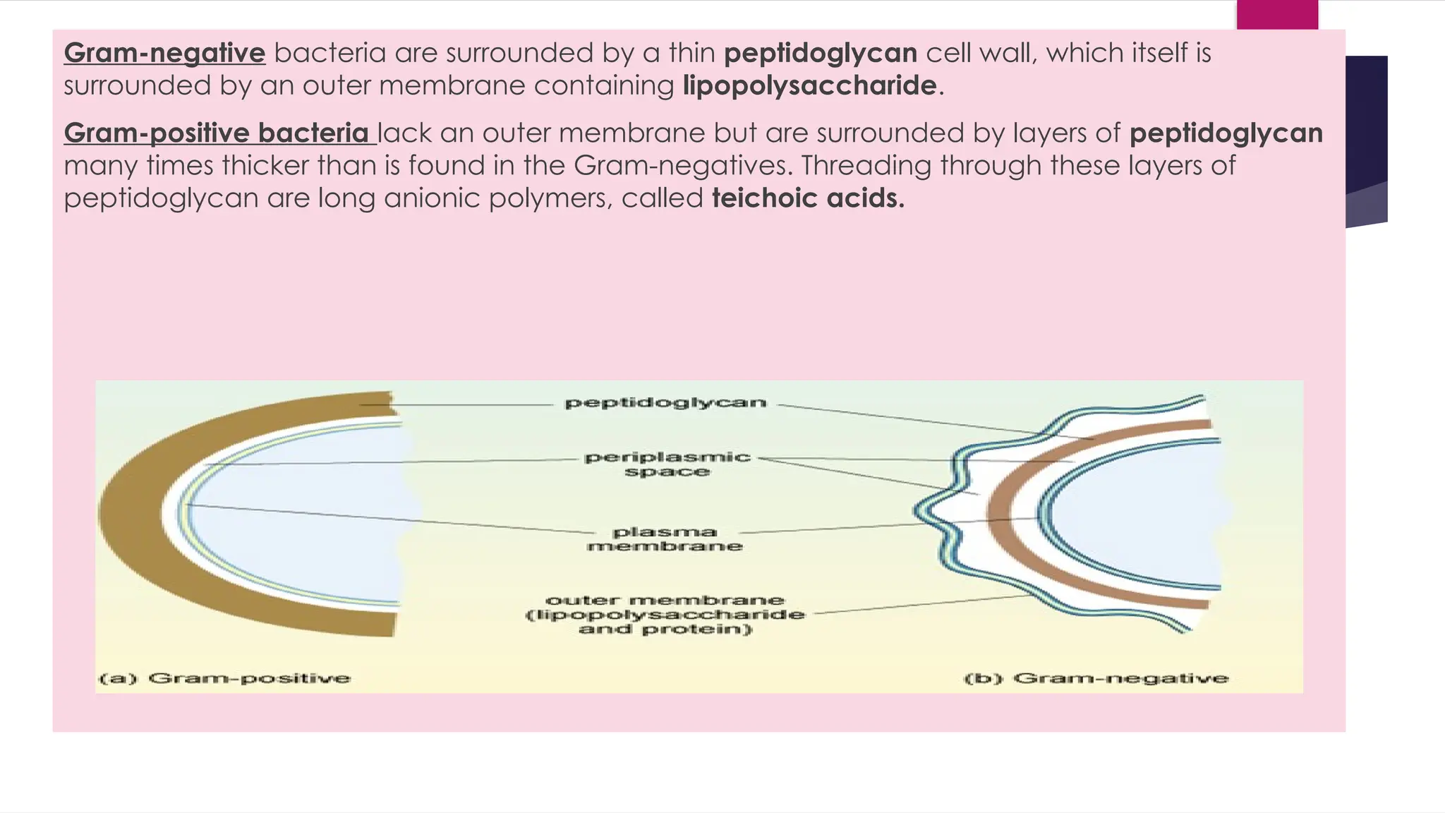 Gram Staining - Microbiology for Lab Technicians | PPTX