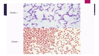 Gram Staining - Microbiology for Lab Technicians | PPT