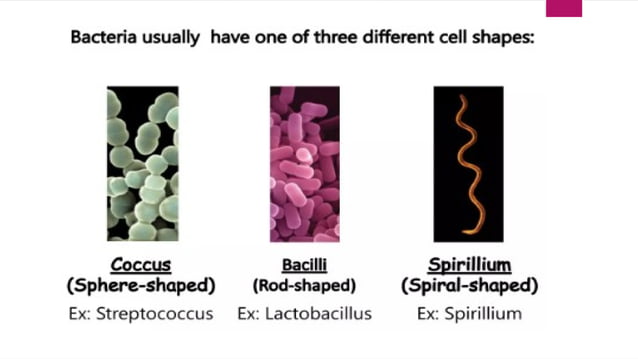 Gram Staining - Microbiology for Lab Technicians | PPT