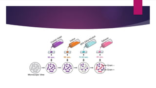 Gram Staining - Microbiology for Lab Technicians | PPT