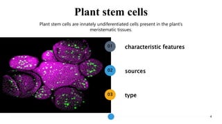 Plant stem cells in cosmetics powerpoint presentation | PPTX