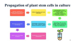 Plant stem cells in cosmetics powerpoint presentation | PPTX