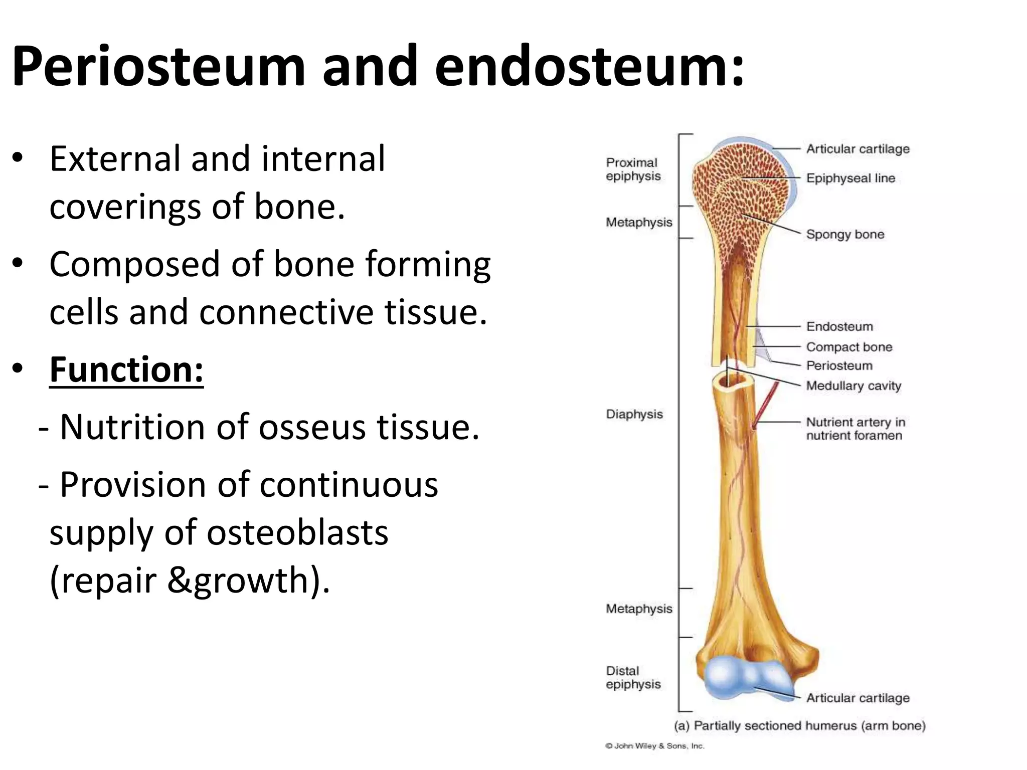 8, Histology of bone.pptx