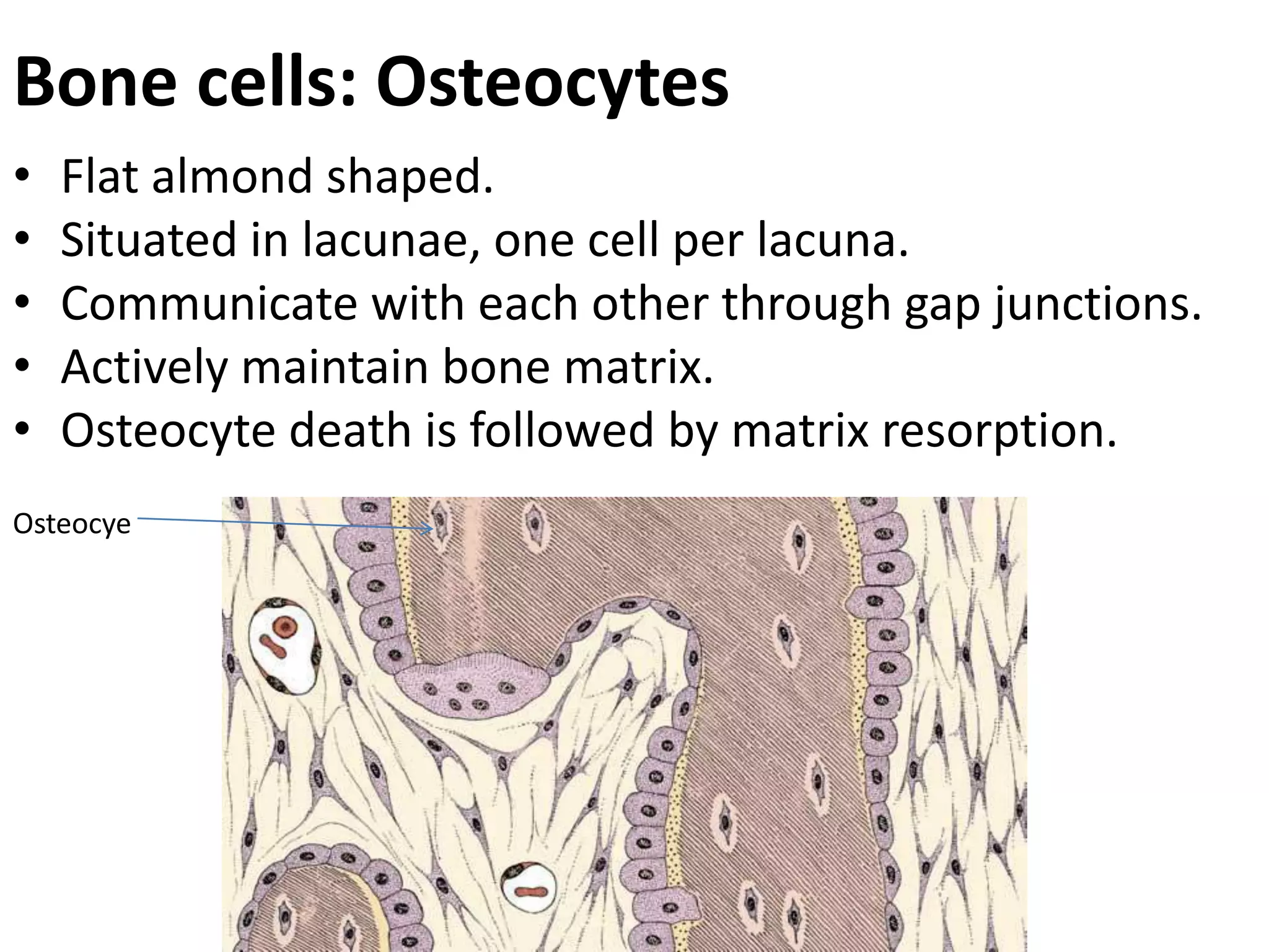 8, Histology of bone.pptx