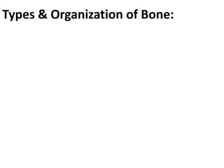 8, Histology of bone.pptx