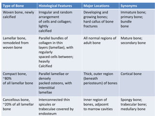 8, Histology of bone.pptx