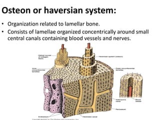 8, Histology of bone.pptx