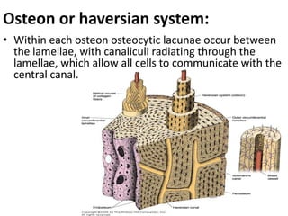 8, Histology of bone.pptx