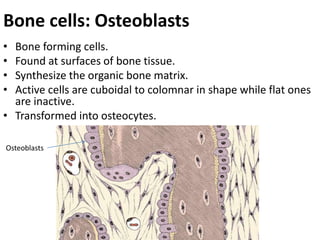 8, Histology of bone.pptx