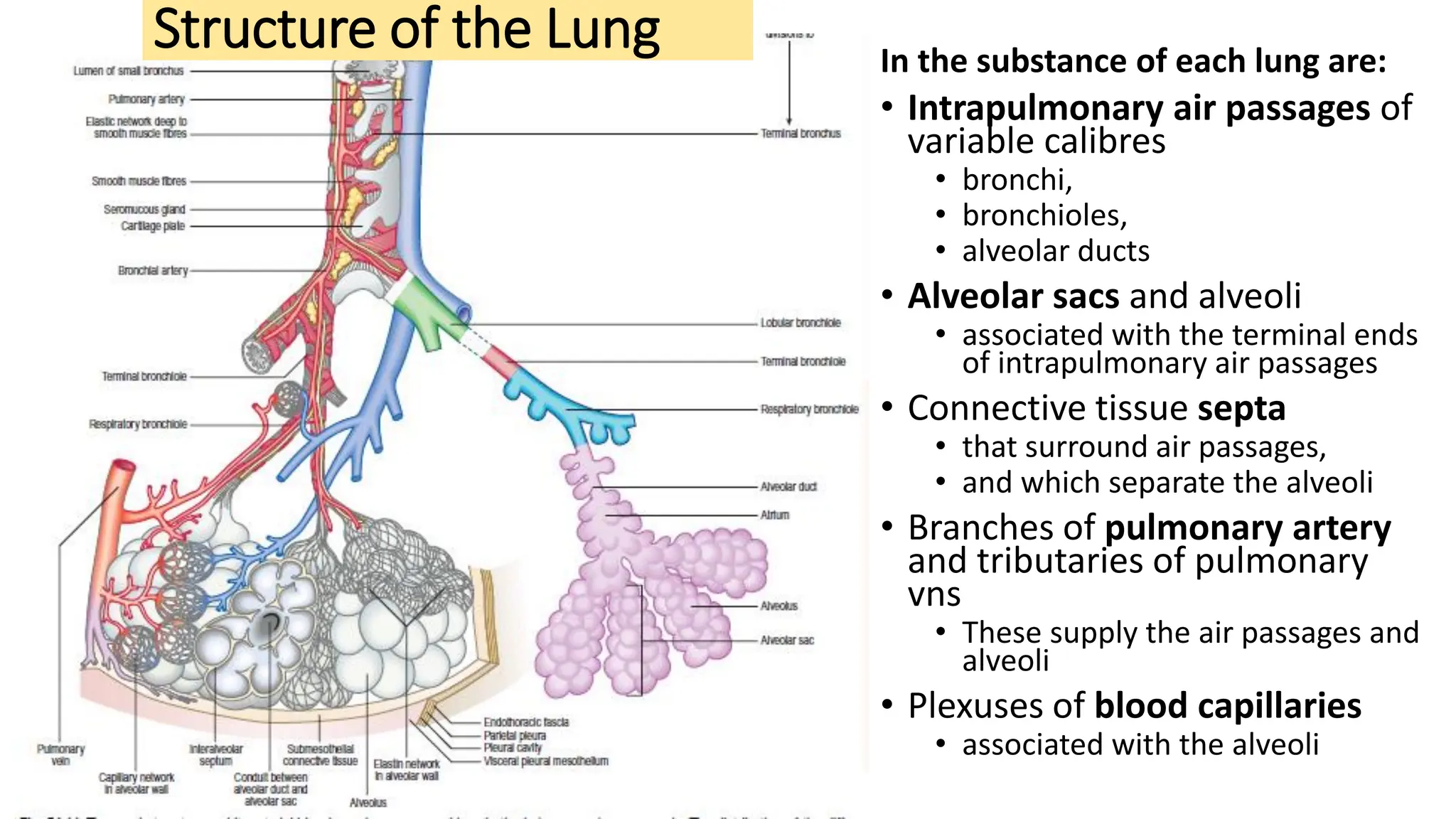 respiratory,,......8_Histology of RS.pdf