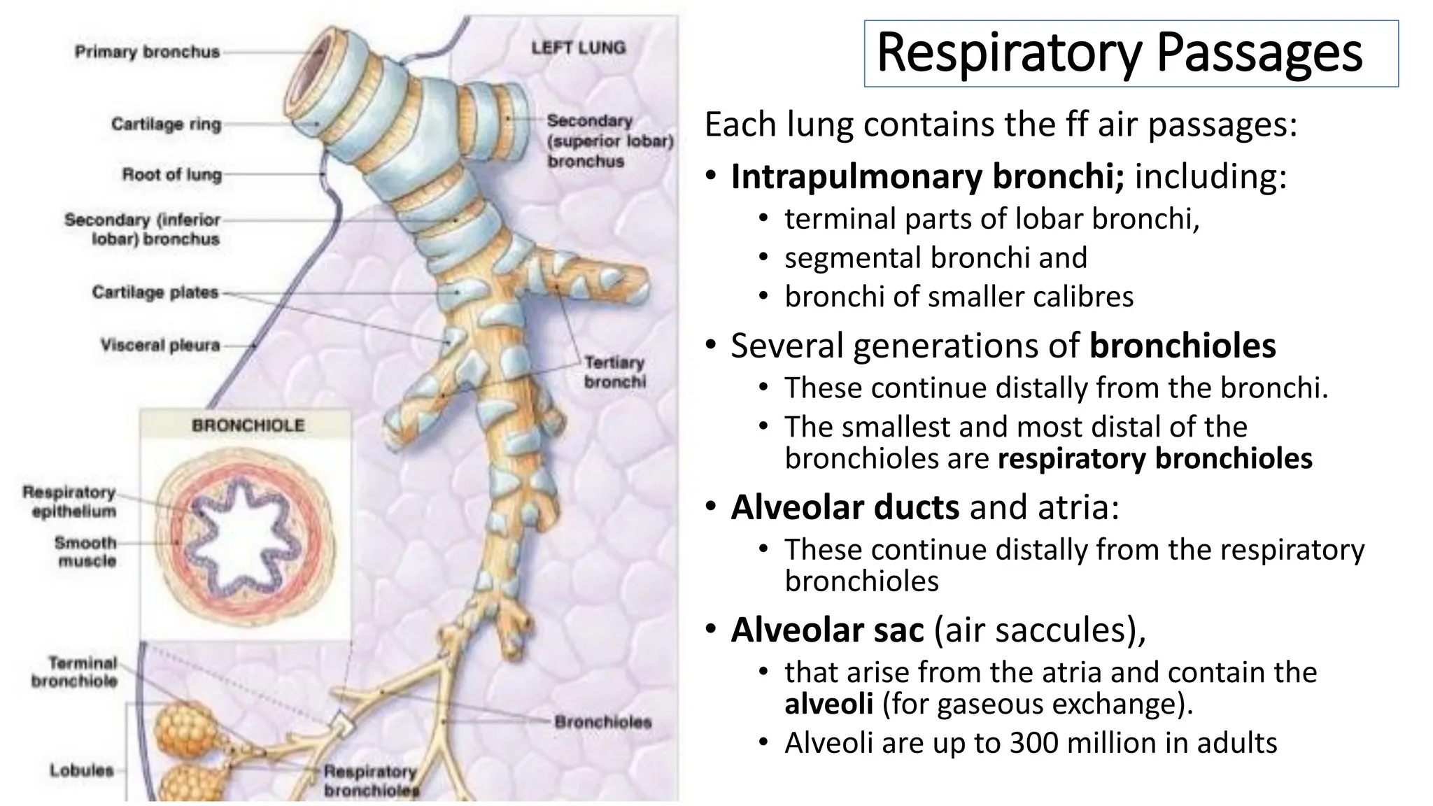 respiratory,,......8_Histology of RS.pdf