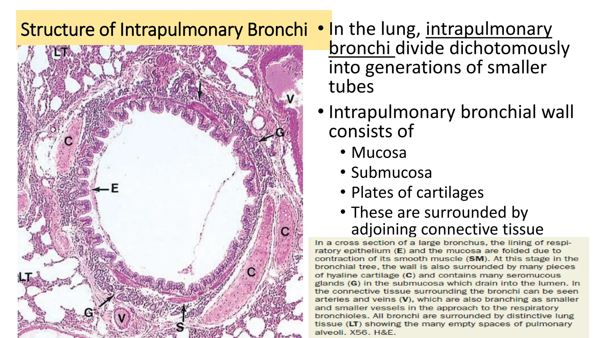 respiratory,,......8_Histology of RS.pdf