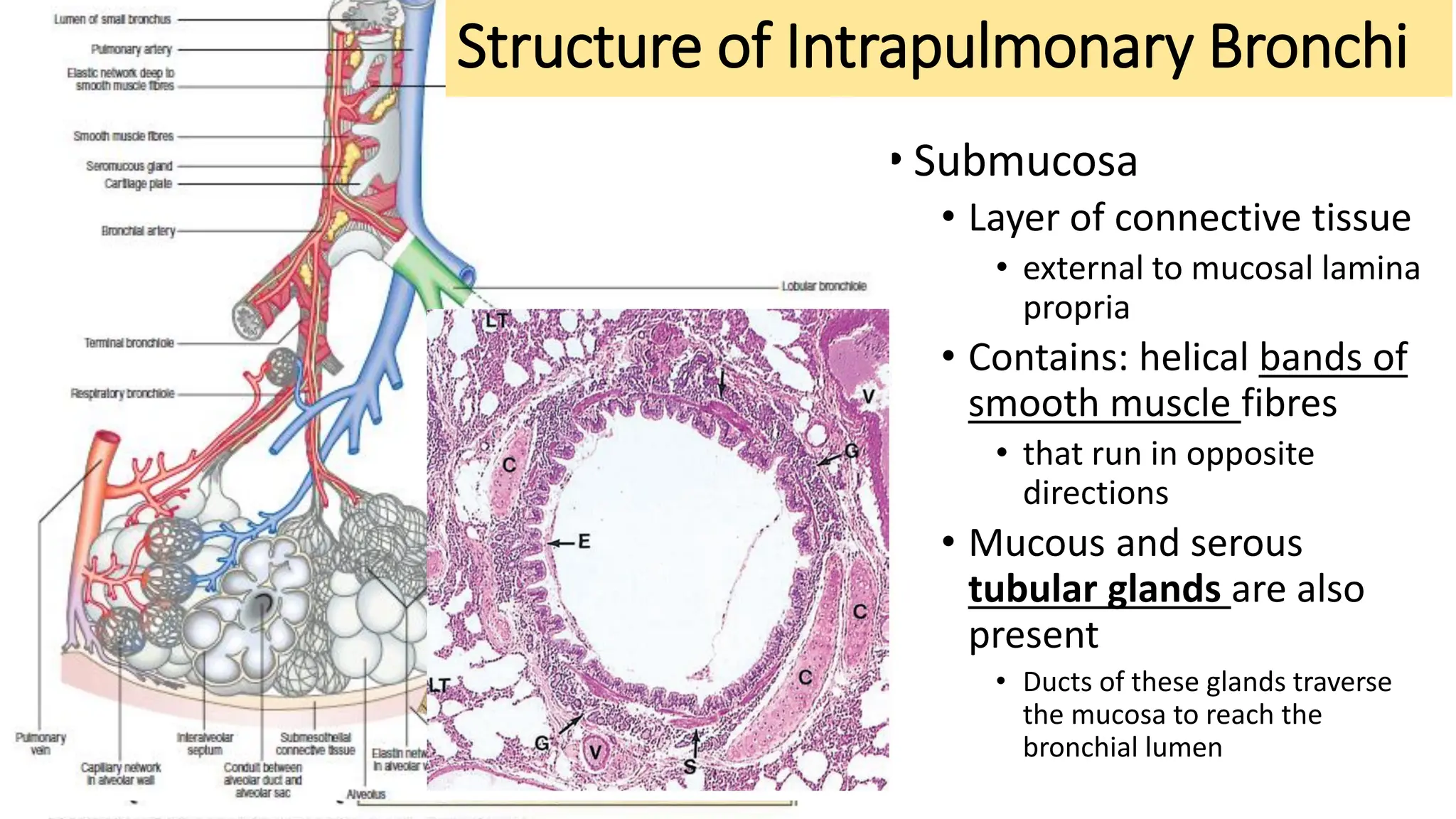 respiratory,,......8_Histology of RS.pdf