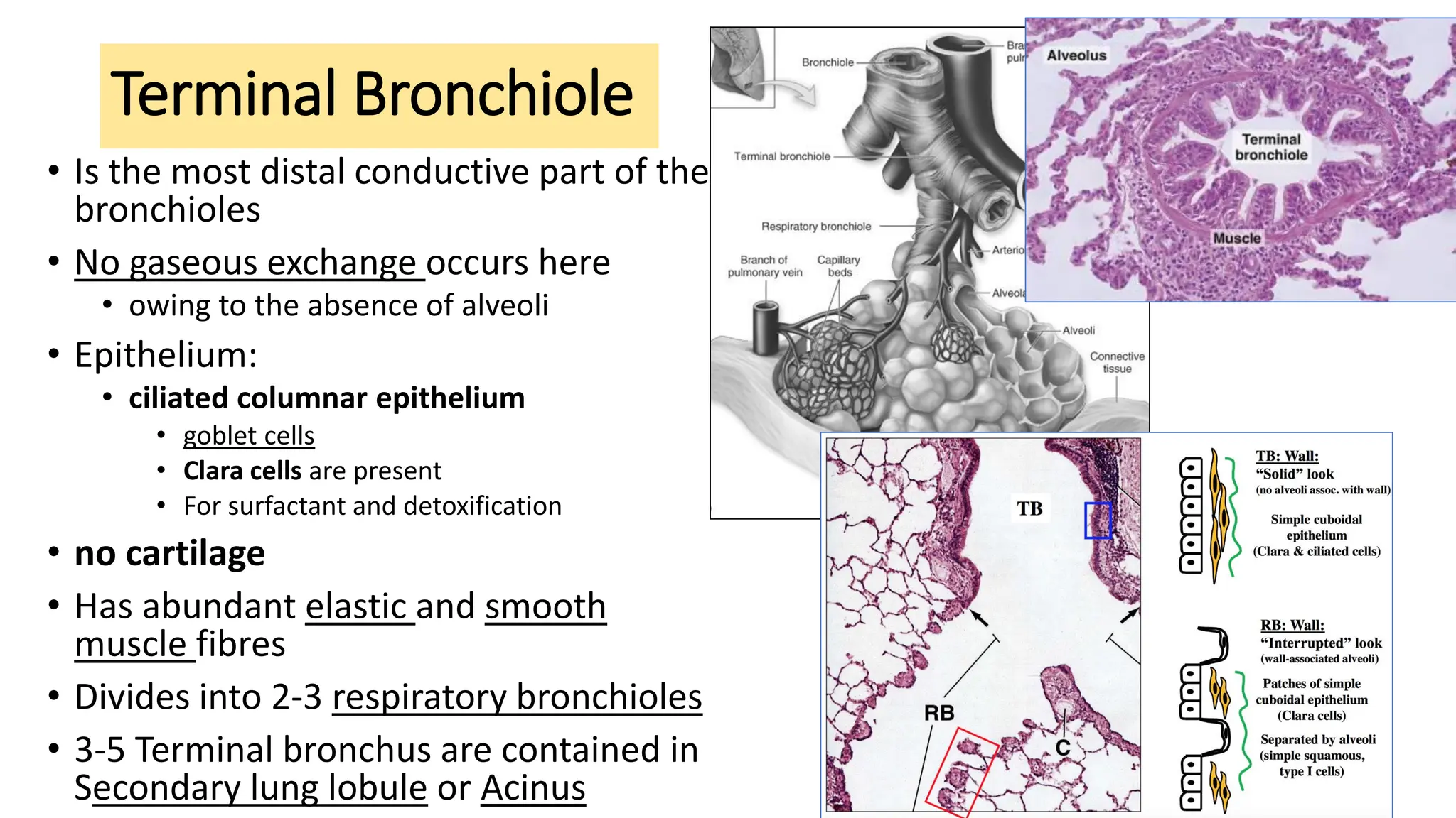respiratory,,......8_Histology of RS.pdf