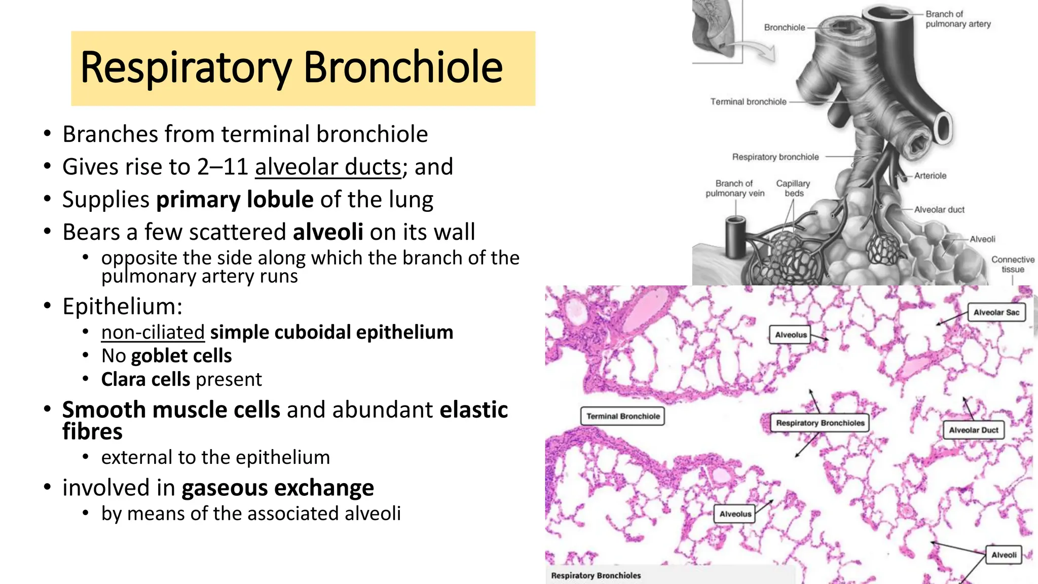 respiratory,,......8_Histology of RS.pdf