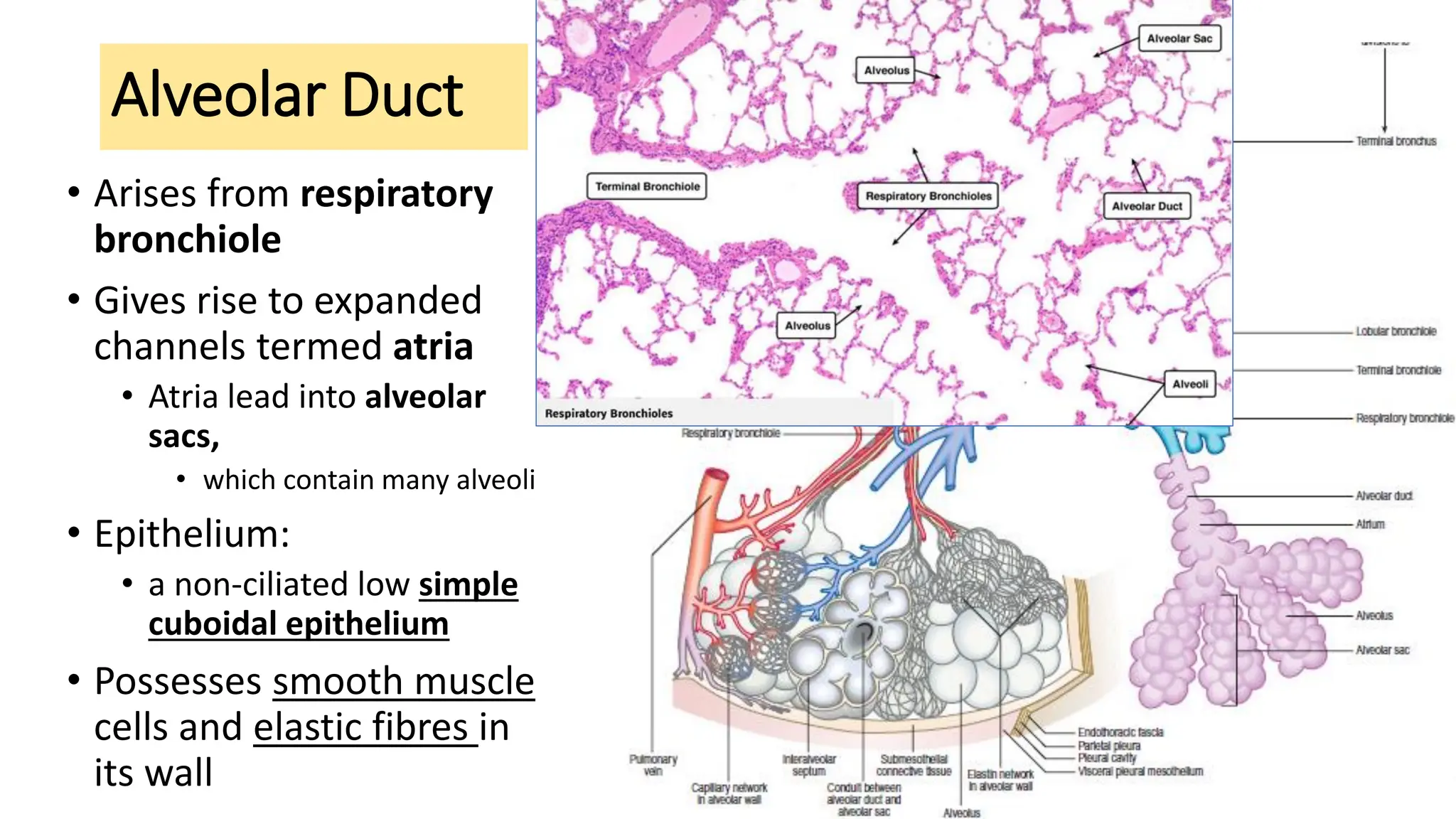 respiratory,,......8_Histology of RS.pdf