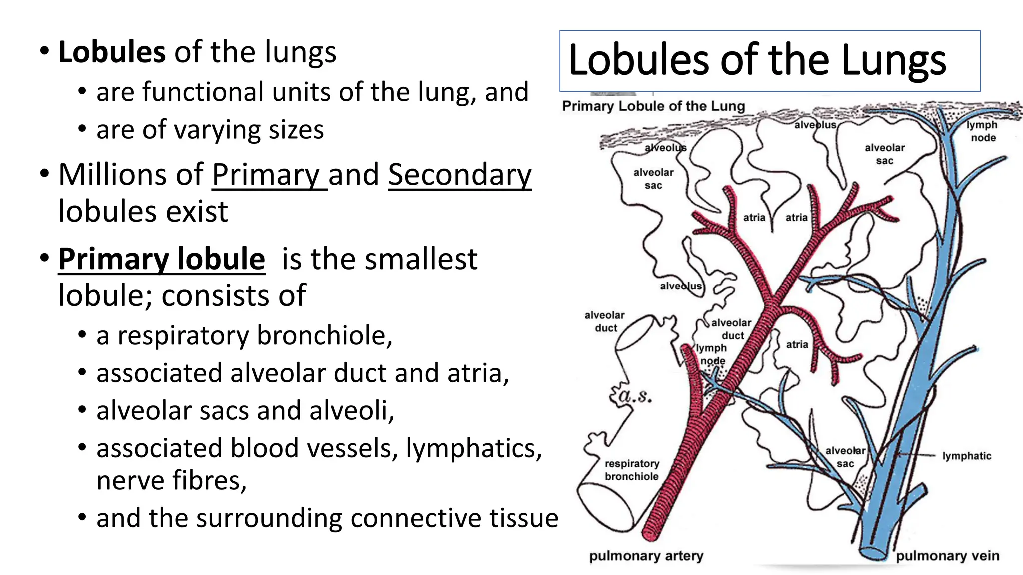 respiratory,,......8_Histology of RS.pdf