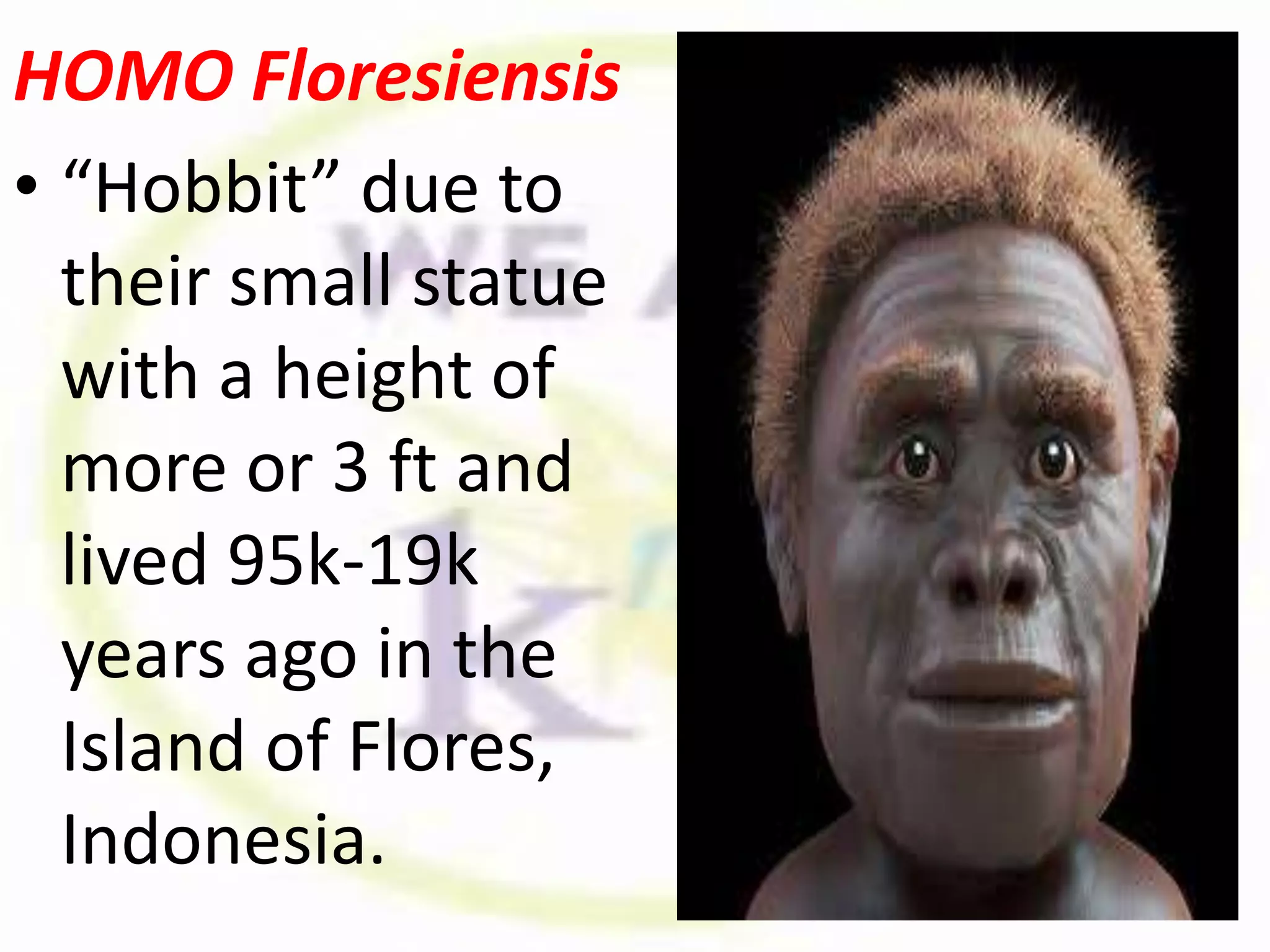 8 human origins | PPTX | Biological Sciences | Science