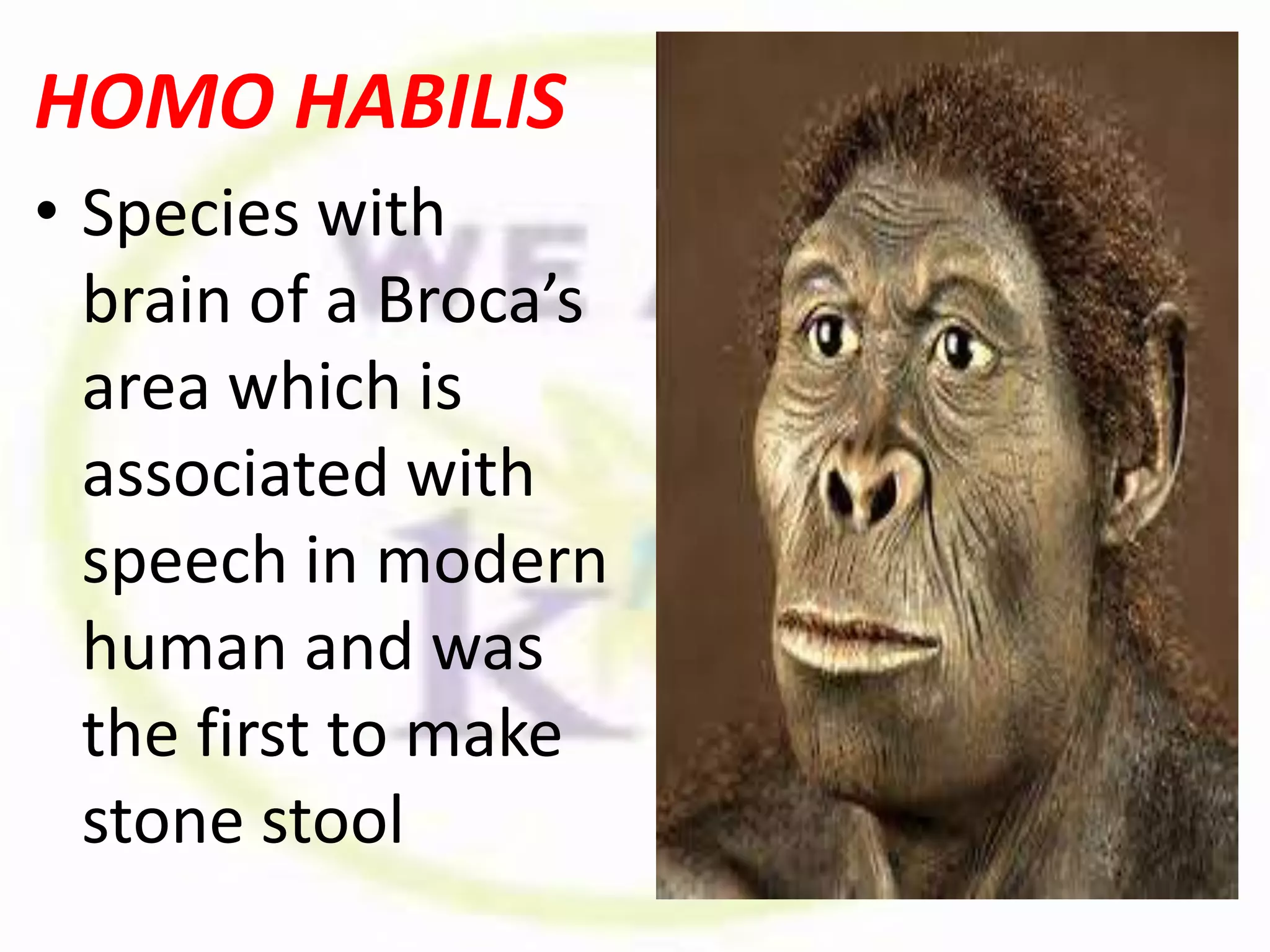 8 human origins | PPTX | Biological Sciences | Science