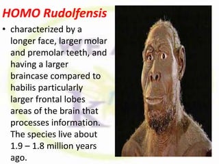 8 human origins | PPTX