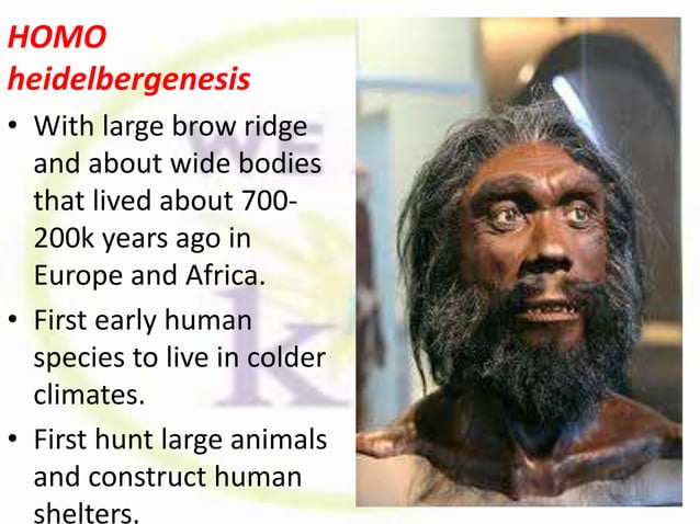 8 human origins | PPTX | Biological Sciences | Science