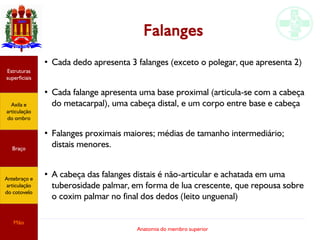 Anatomia do membro superior | PDF