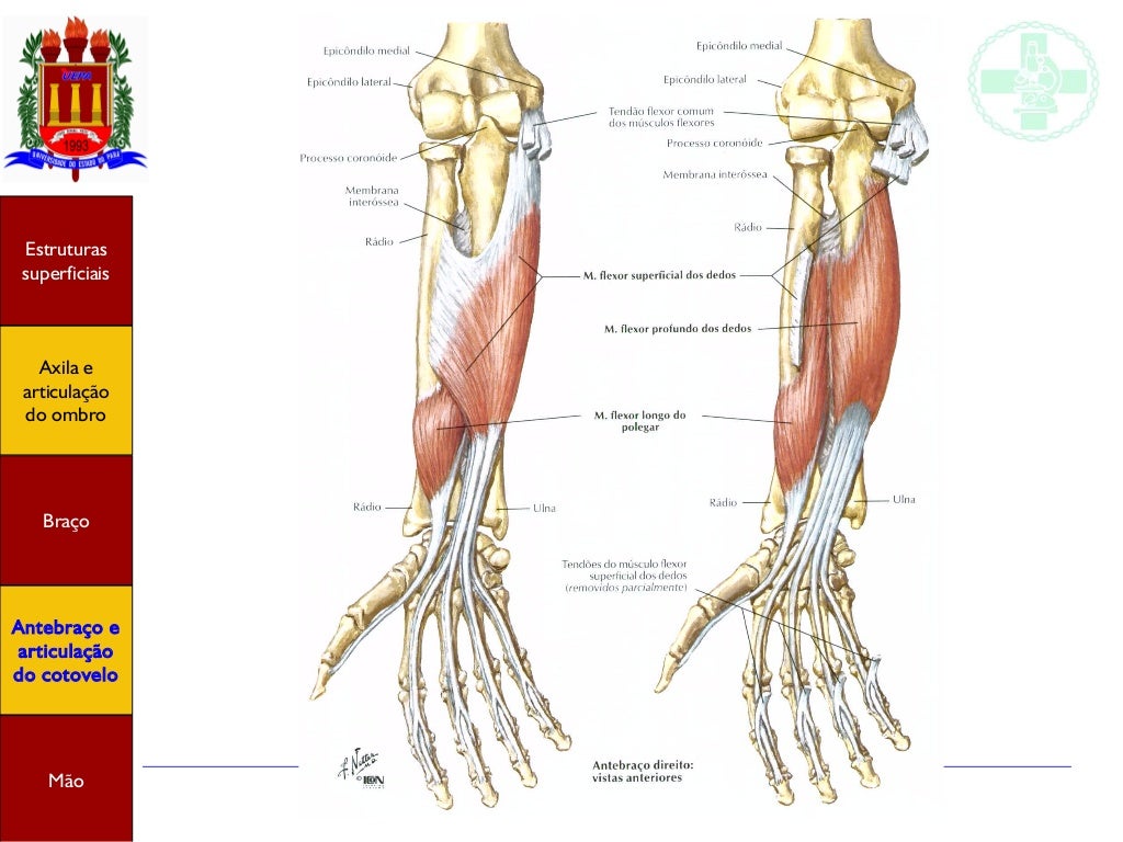 Anatomia do membro superior