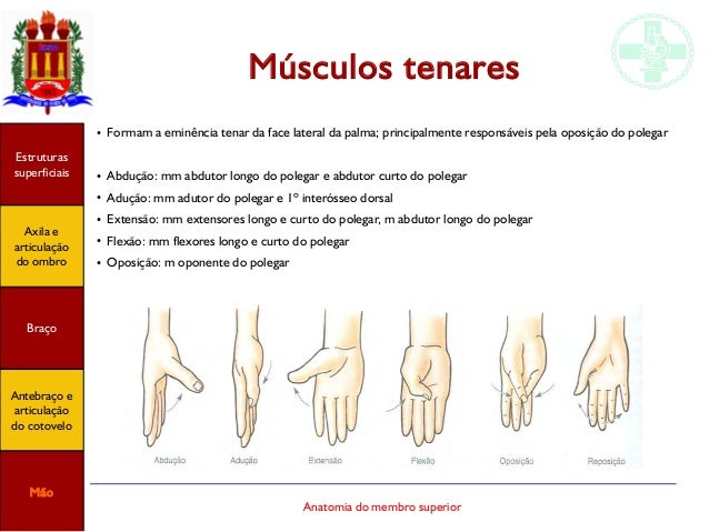 Anatomia do membro superior